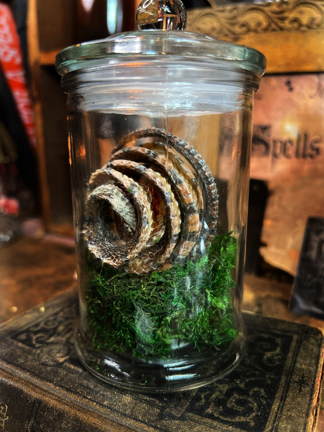 Mummified Snake Specimen in Apothecary Glass - Etsy