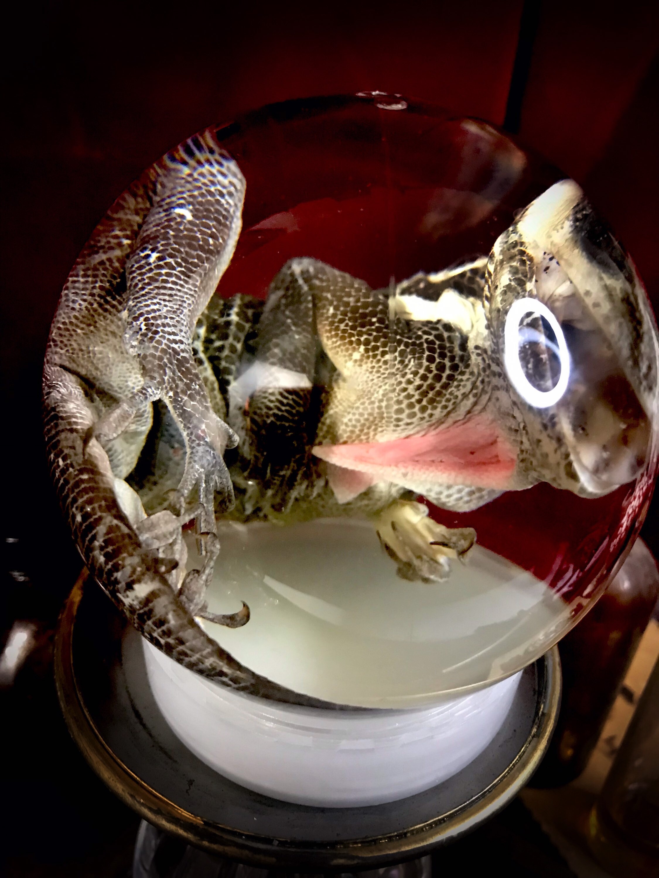 Wet Specimen Lizard Specimen Oddities Oddities and | Etsy