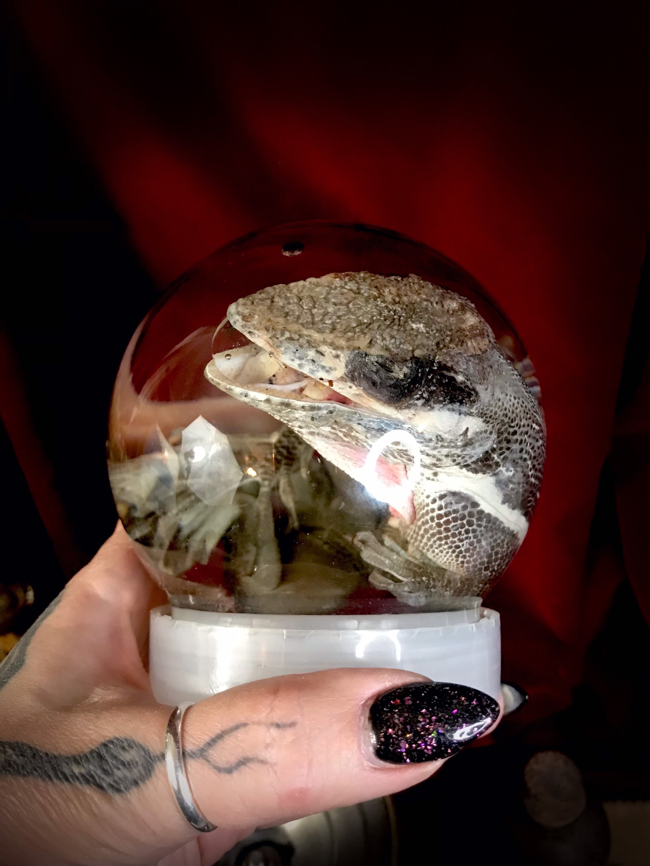 Wet Specimen Lizard Specimen Oddities Oddities and | Etsy