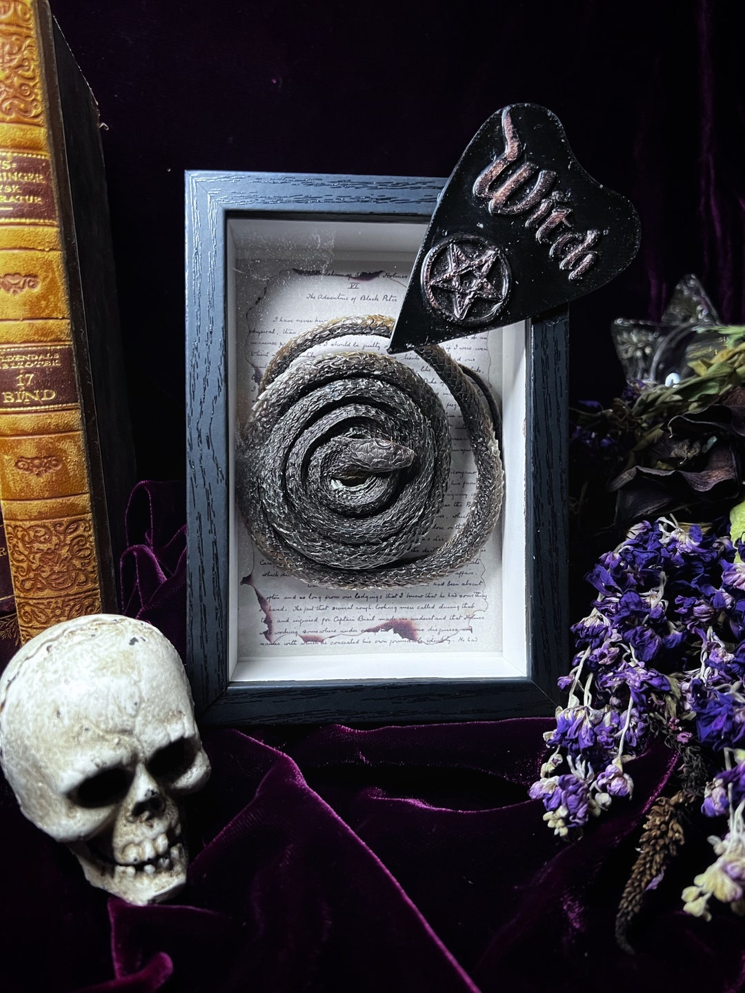 Shadow Box of Curiosities, Mummified Snake - Etsy