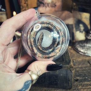 Mummified Snake Specimen Orb - Etsy