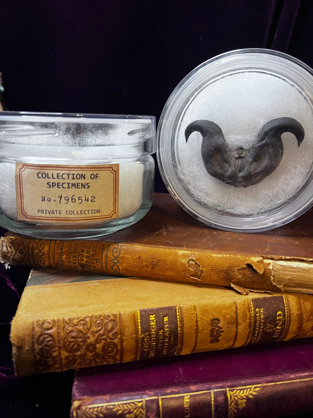 Devil Pod in Glass Specimen Jar. - Etsy