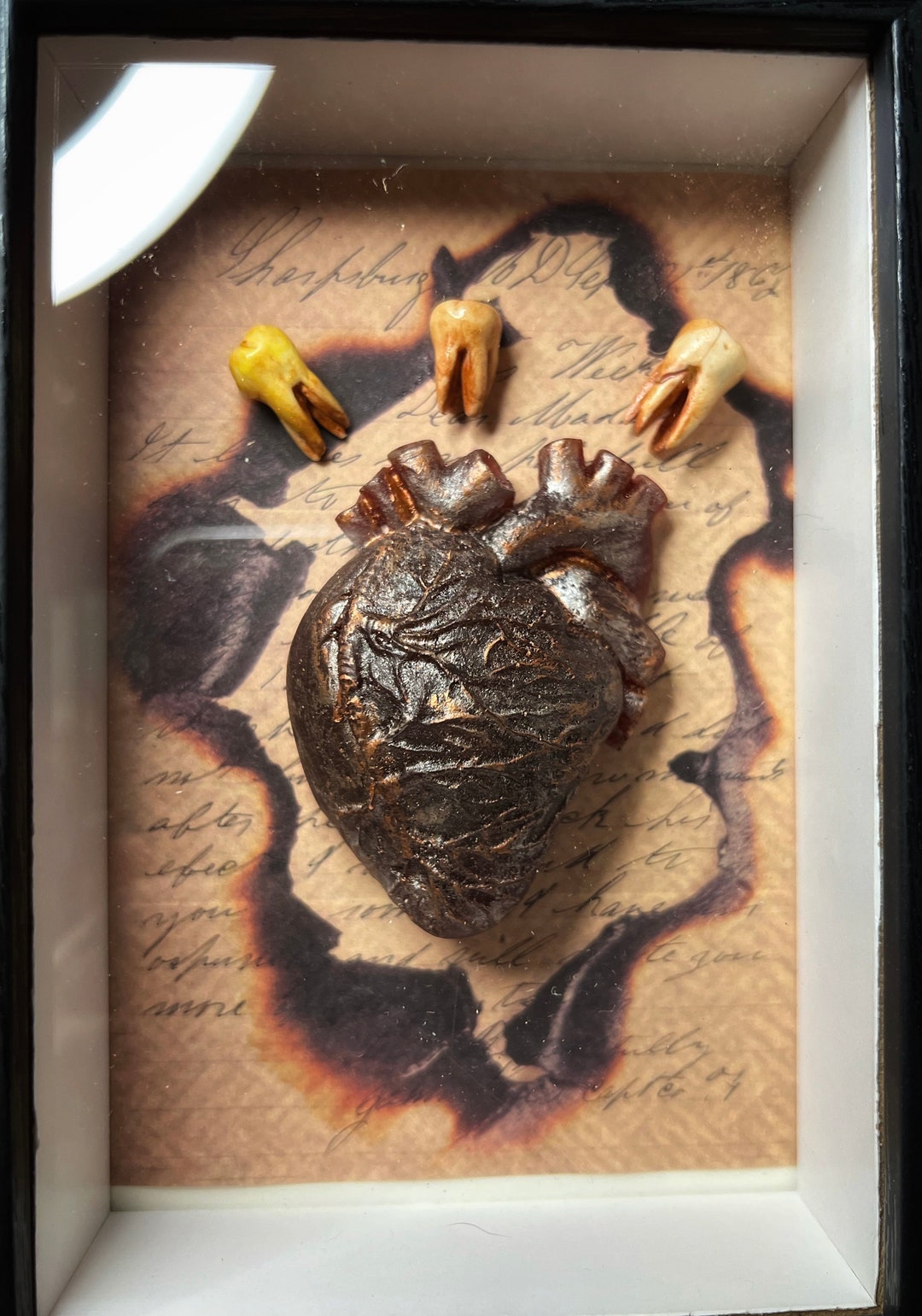 Shadow Box of Curiosities, Anatomical Heart - Etsy