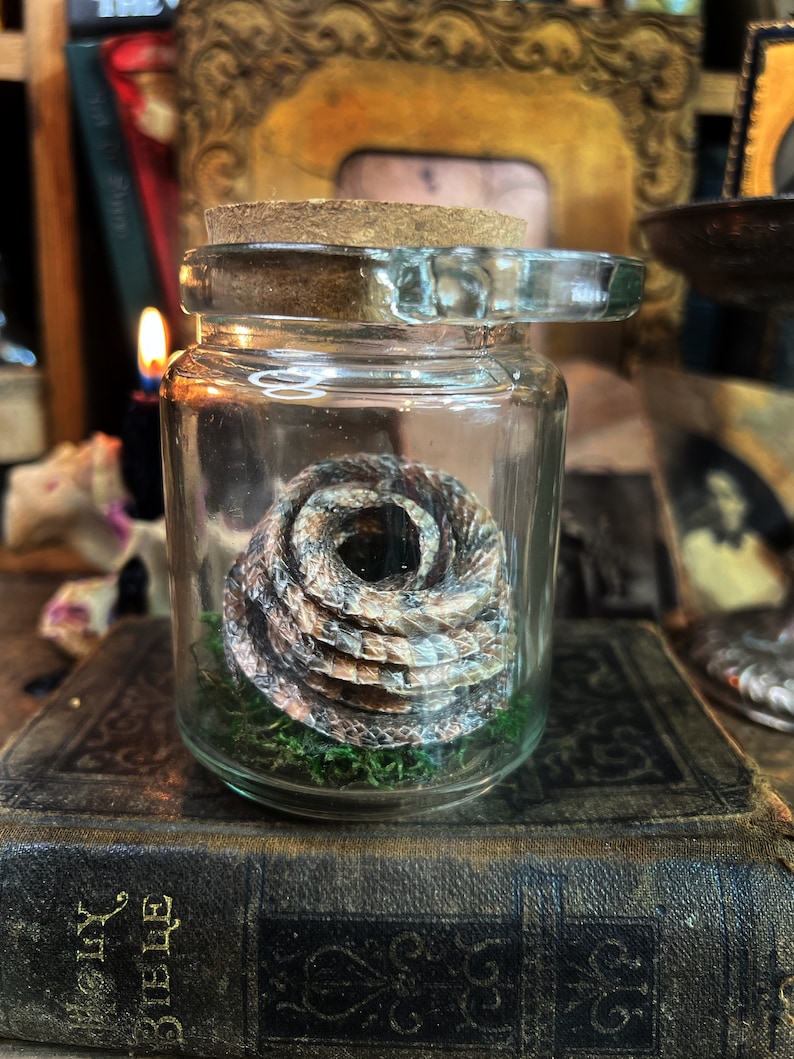 Mummified Snake Specimen in Apothecary Glass / B - Etsy