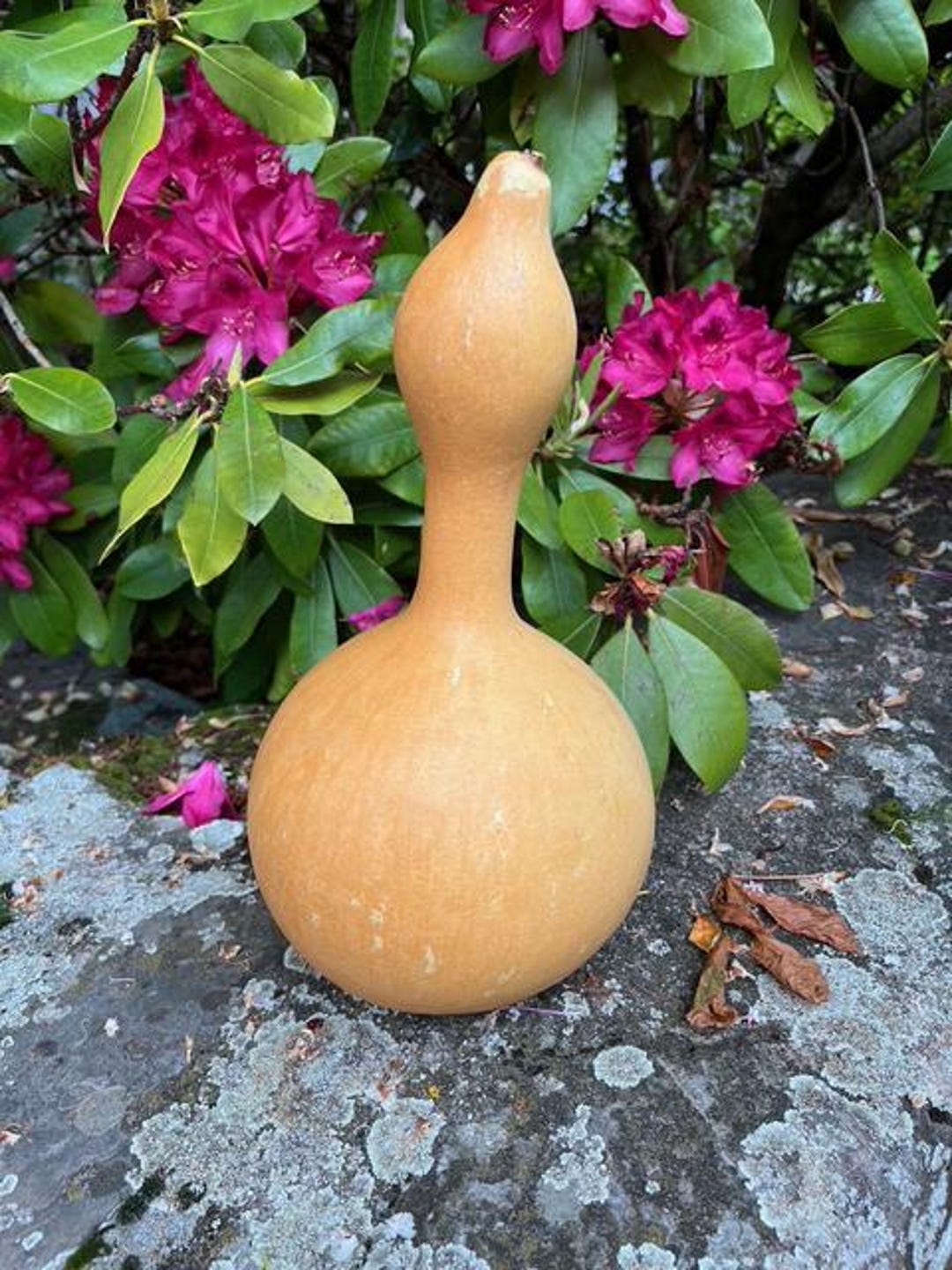 West African Calabash, Virgin Gourd Ready to Be Crafted or Just as an ...