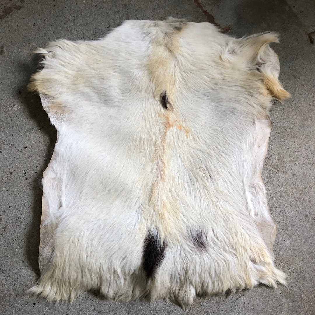 Full Extra Large Goat Skin With Hair for Shaman Drum or Drums or Frame ...