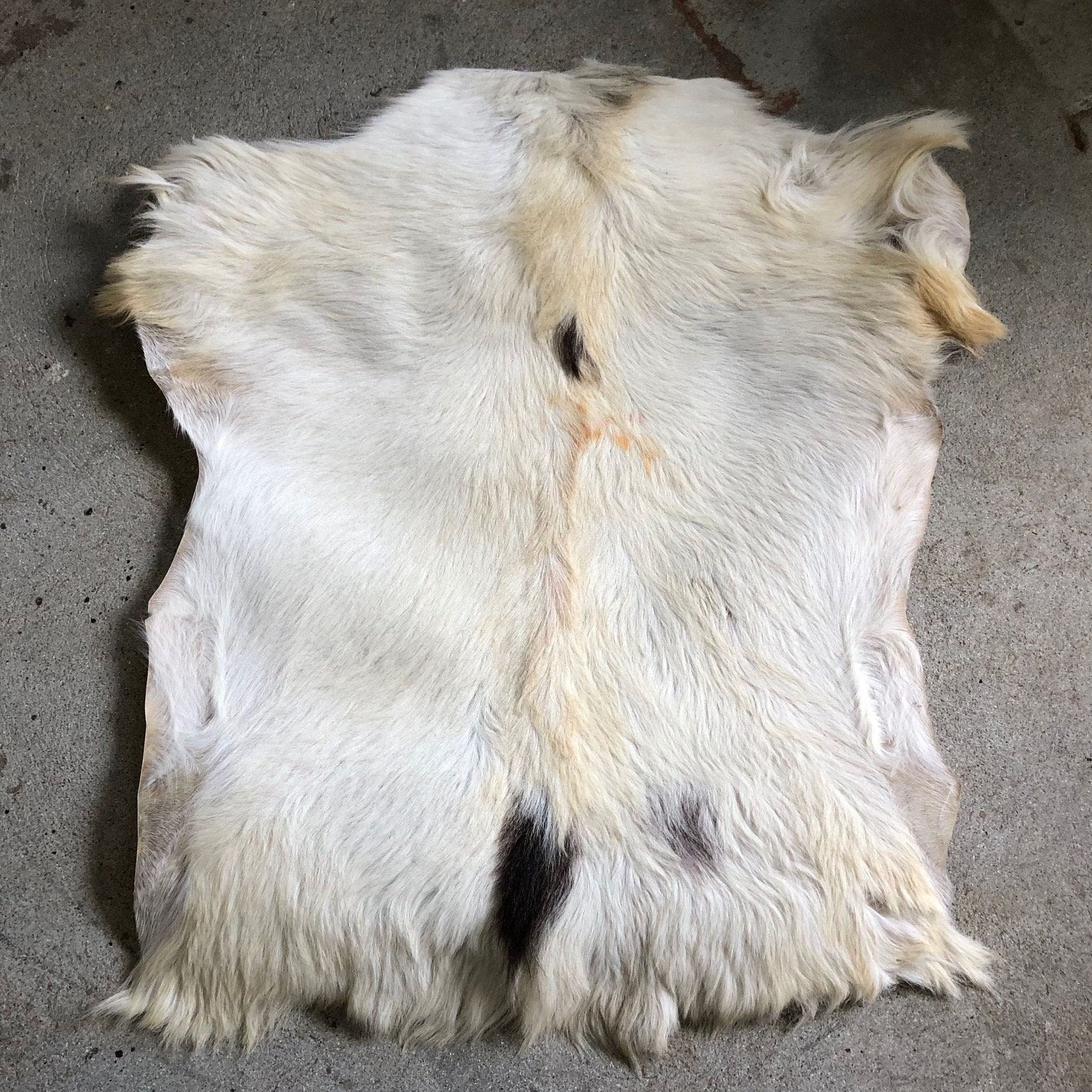 Full Extra Large Goat Skin With Hair for Shaman Drum or Drums or Frame ...