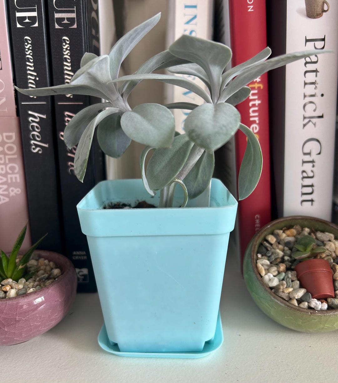 Daisy Paintbrush Succulent Plant - Etsy UK