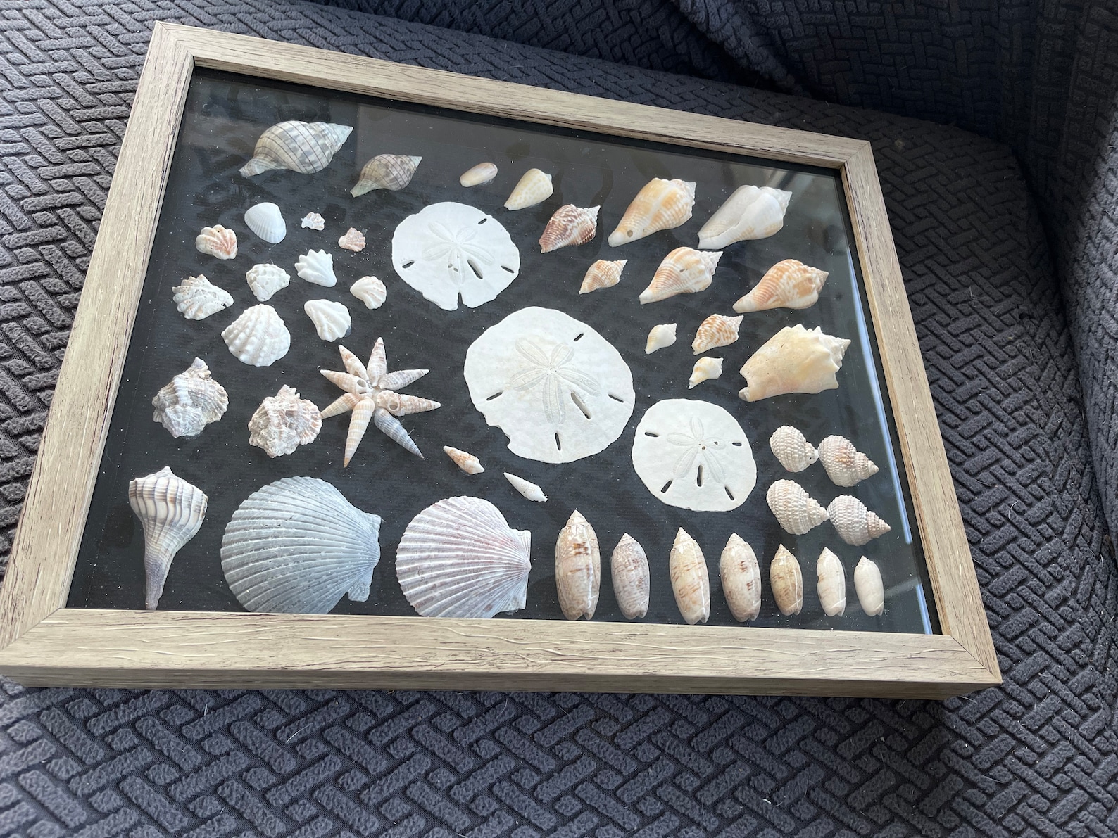 Sea Shell Shadow Box - Etsy