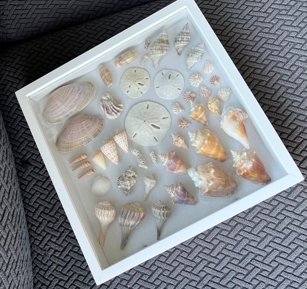 Sea Shell Shadow Box - Etsy