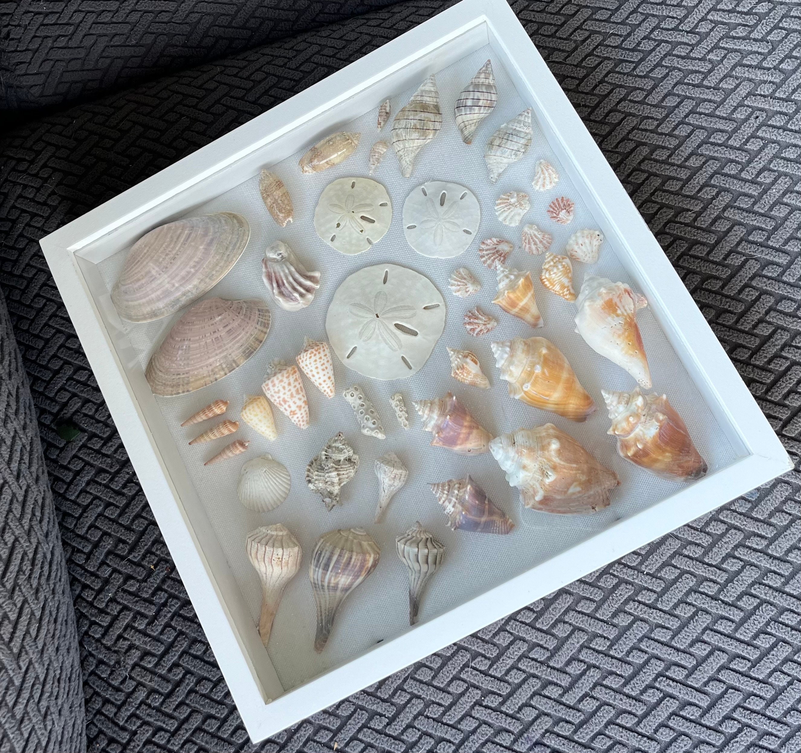 Sea Shell Shadow Box - Etsy