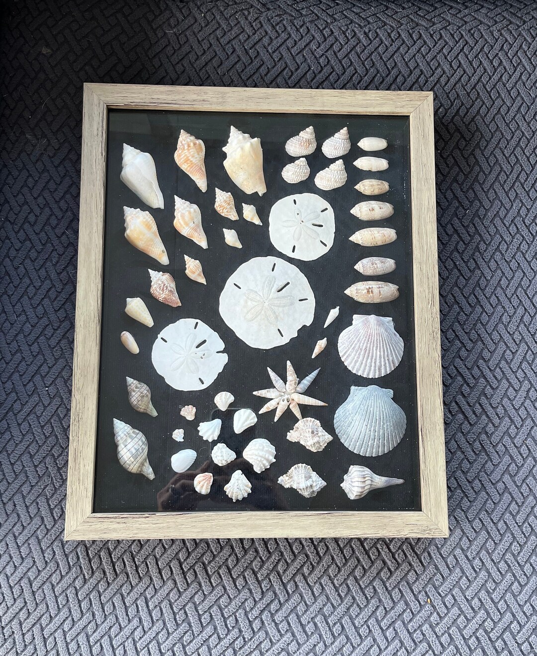 Sea Shell Shadow Box - Etsy