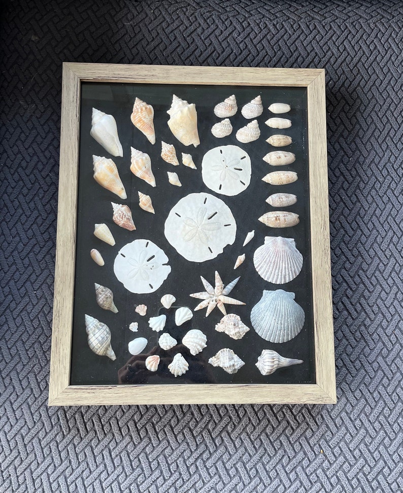 Sea Shell Shadow Box - Etsy