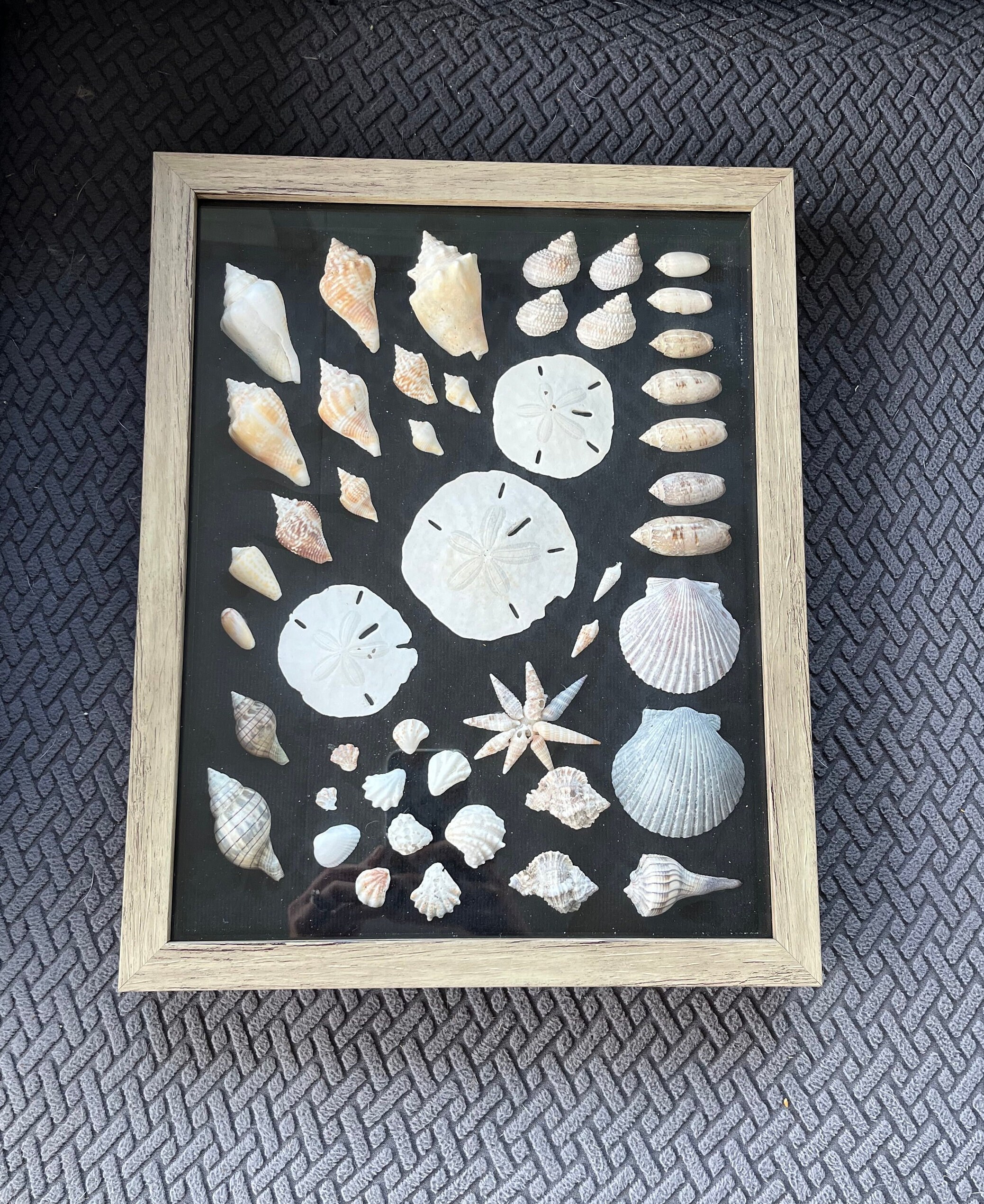Sea Shell Shadow Box - Etsy