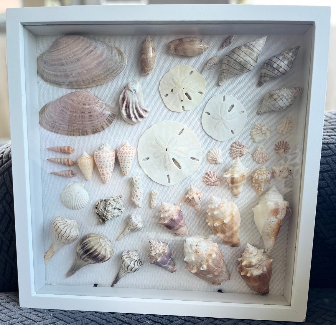 Sea Shell Shadow Box - Etsy
