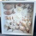 Sea Shell Shadow Box - Etsy