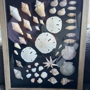 Sea Shell Shadow Box - Etsy