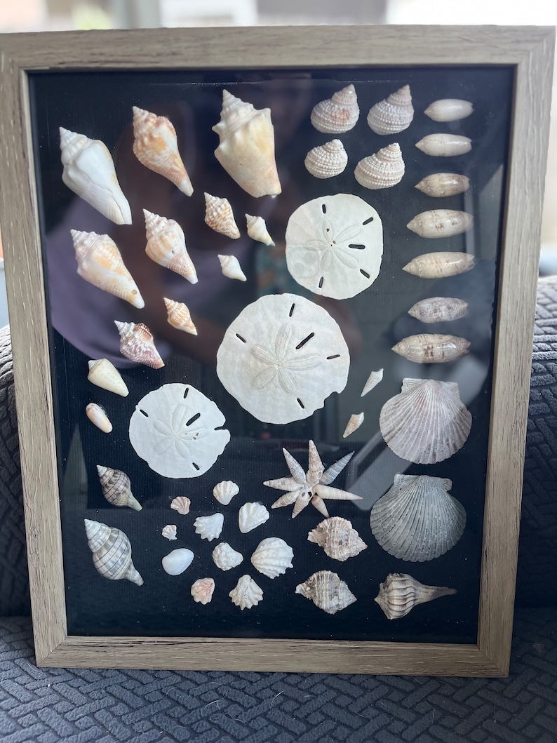Sea Shell Shadow Box - Etsy