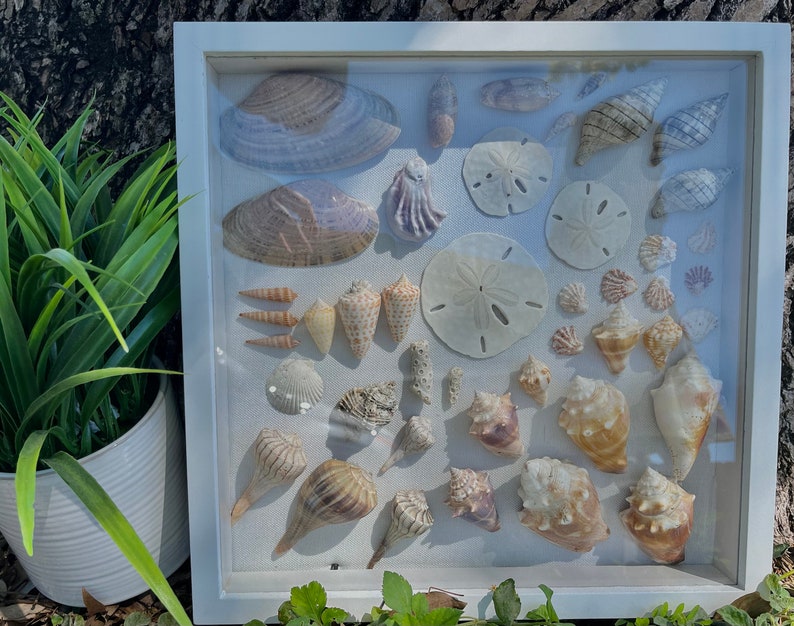 Sea Shell Shadow Box - Etsy