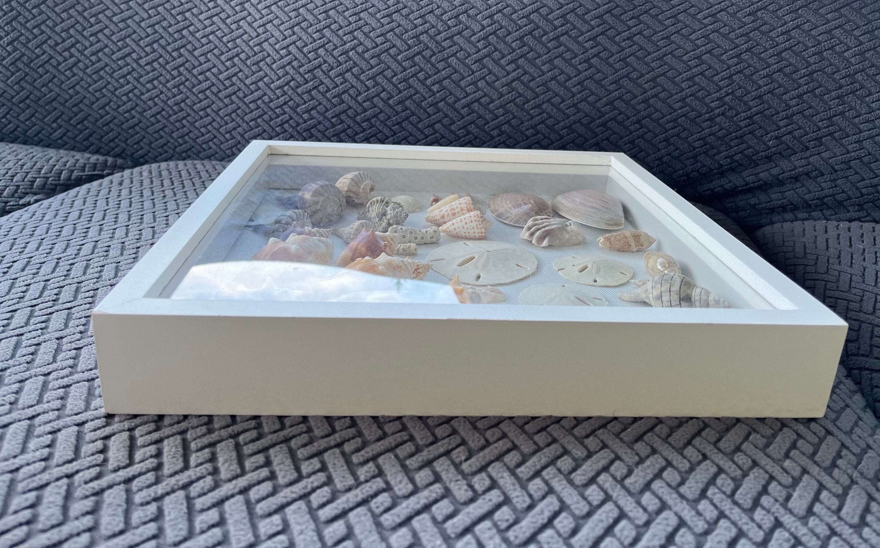 Sea Shell Shadow Box - Etsy