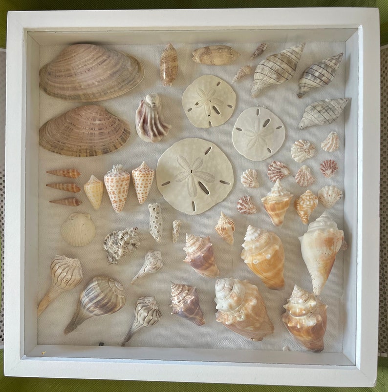 Sea Shell Shadow Box - Etsy