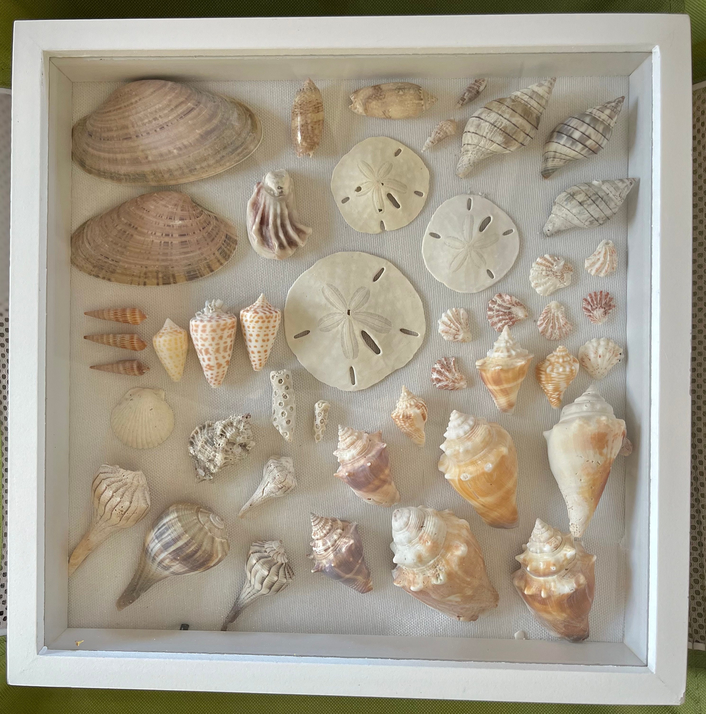 Sea Shell Shadow Box - Etsy