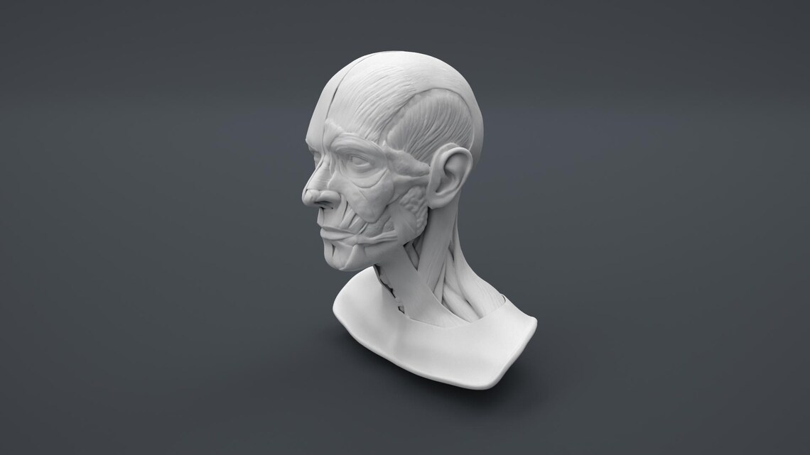 3D Head Anatomy STL File, 3D Head Muscle Anatomy Print File, Head ...