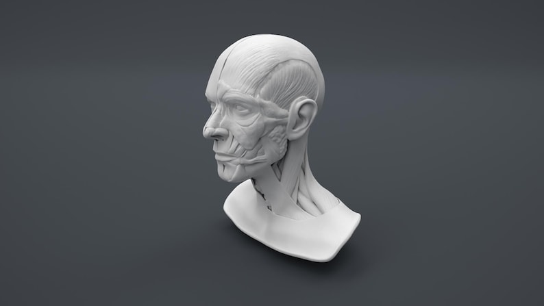 3D Head Anatomy STL File, 3D Head Muscle Anatomy Print File, Head ...
