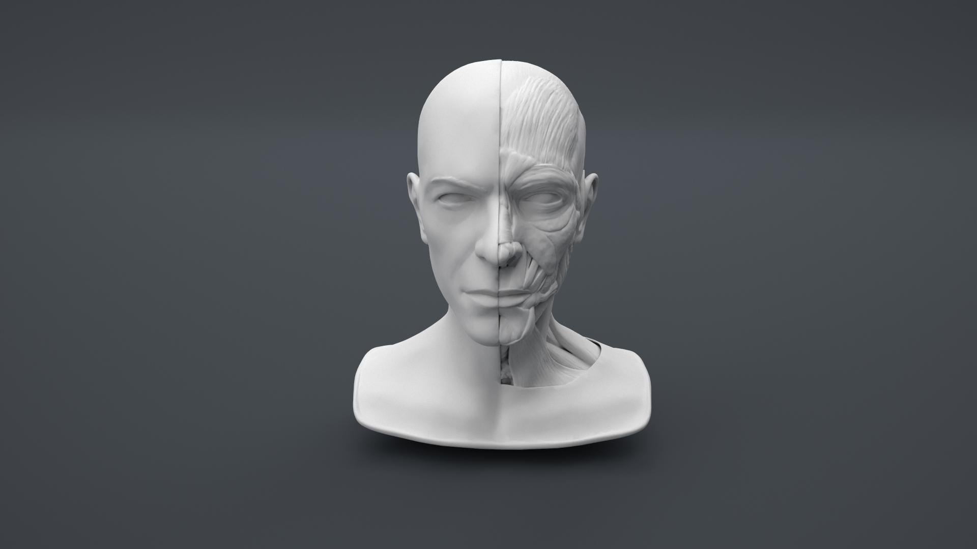 3D Head Anatomy STL File, 3D Head Muscle Anatomy Print File, Head ...
