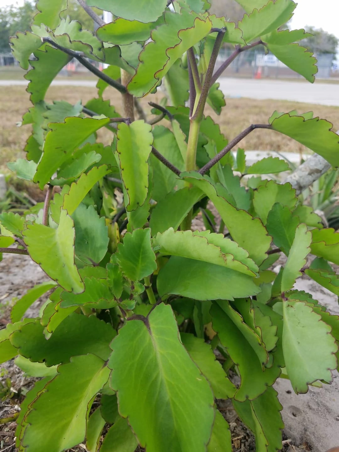 Jamaican Leaf of Life -wonder of the World- Organically Grown- Miracle ...