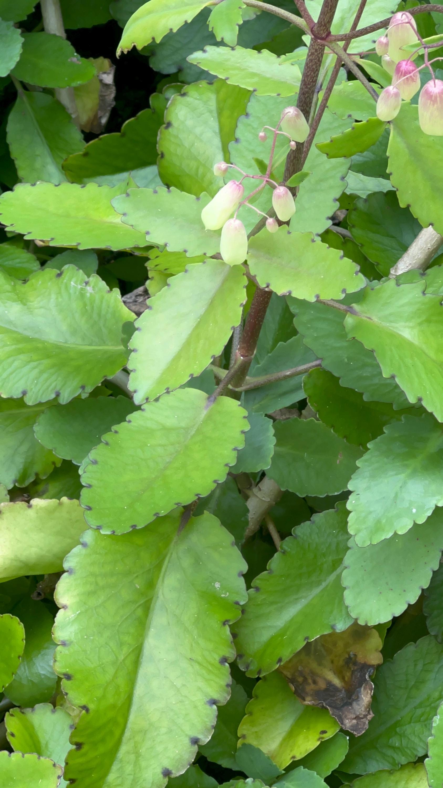 Jamaican Leaf of Life -wonder of the World- Organically Grown- Miracle ...