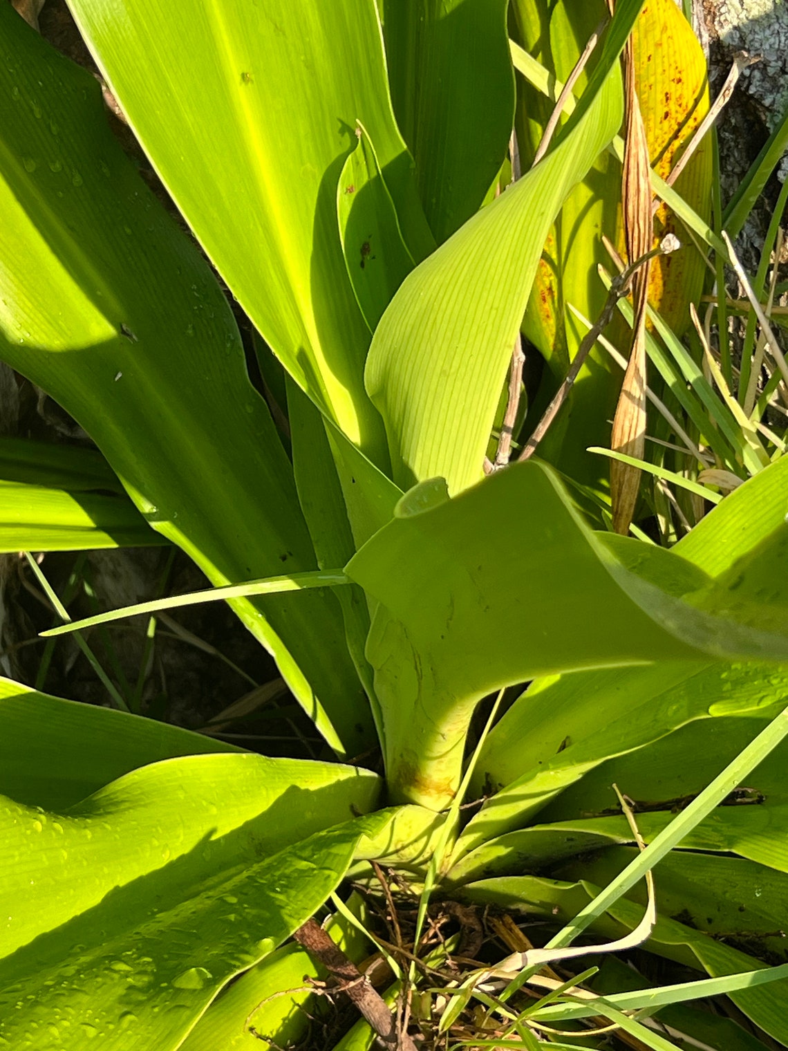 Grand Cranium Lily Giant White Spider Lily Live Starter Plant - Etsy