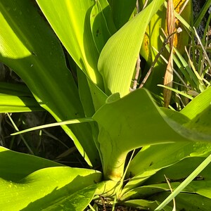 Grand Cranium Lily Giant White Spider Lily Live Starter Plant - Etsy