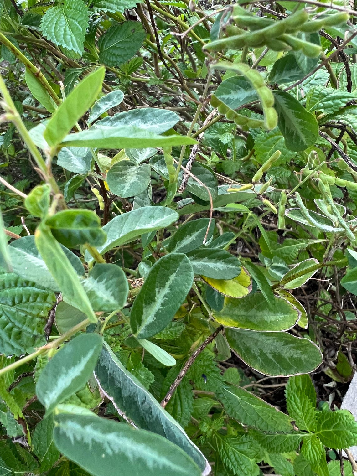 Jamaican Strong Back Herb (desmodium Incanum) - Fresh Cut 2 Oz - Etsy