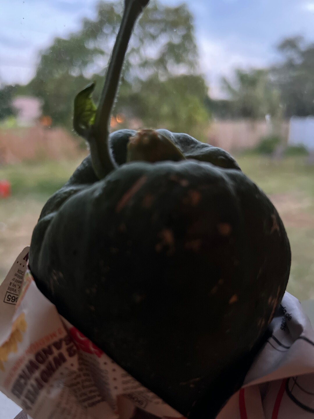 Black Chayote-cho Cho Squash - Etsy