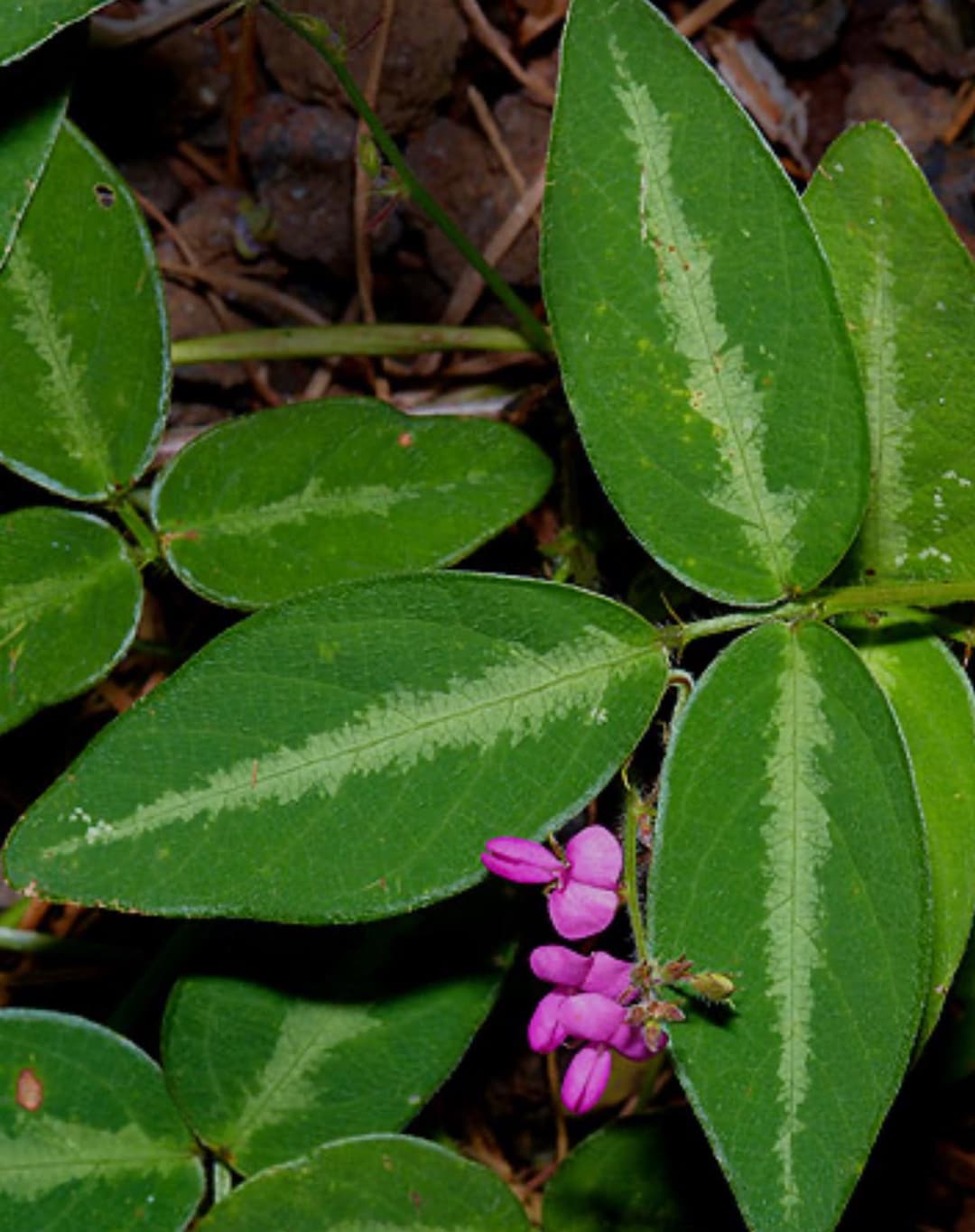 Jamaican Strong Back Herb (desmodium Incanum) - Fresh Cut 2 Oz - Etsy