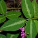 Jamaican Strong Back Herb (desmodium Incanum) - Fresh Cut 2 Oz - Etsy
