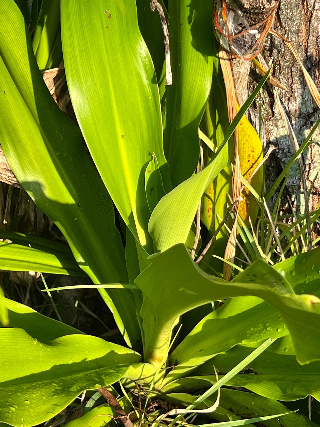 Grand Cranium Lily Giant White Spider Lily Live Starter Plant - Etsy