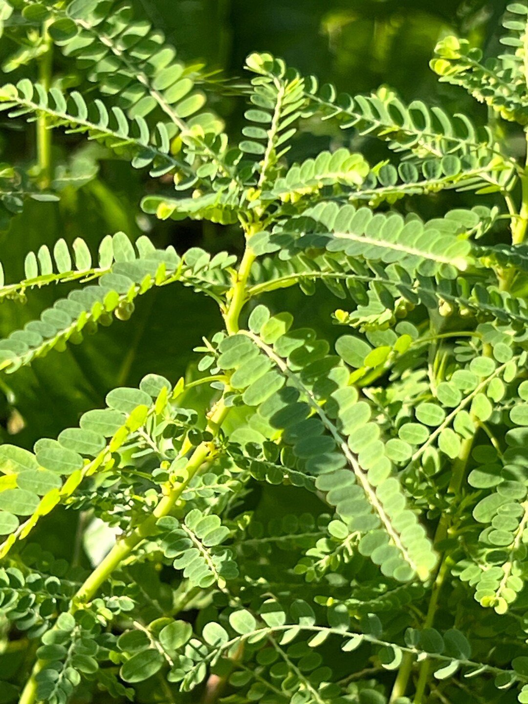 Stone Breaker Plant (phyllanthus Niruri) - Cuttings - Live Seedlings - Etsy