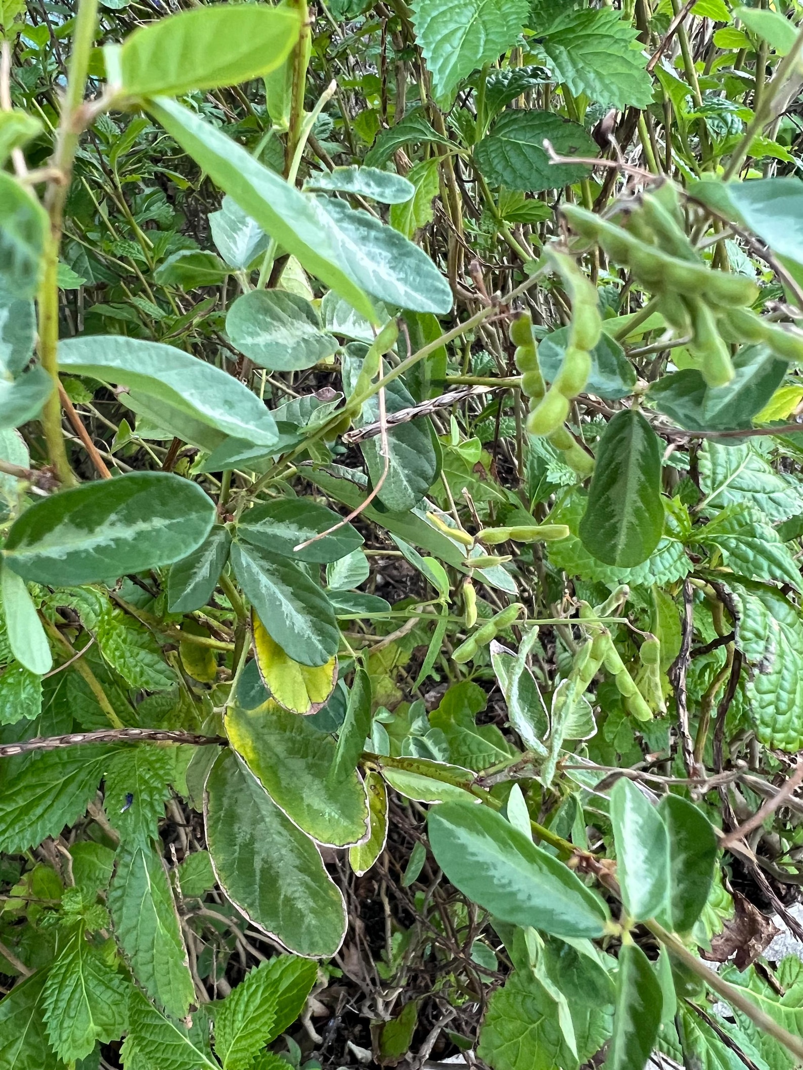 Jamaican Strong Back Herb (desmodium Incanum) - Fresh Cut 2 Oz - Etsy