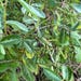 Jamaican Strong Back Herb (desmodium Incanum) - Fresh Cut 2 Oz - Etsy