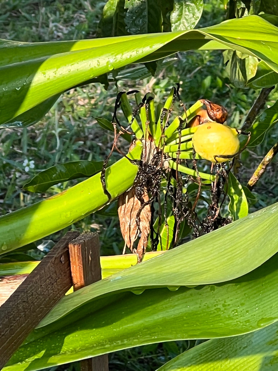 Grand Cranium Lily Giant White Spider Lily Live Starter Plant - Etsy