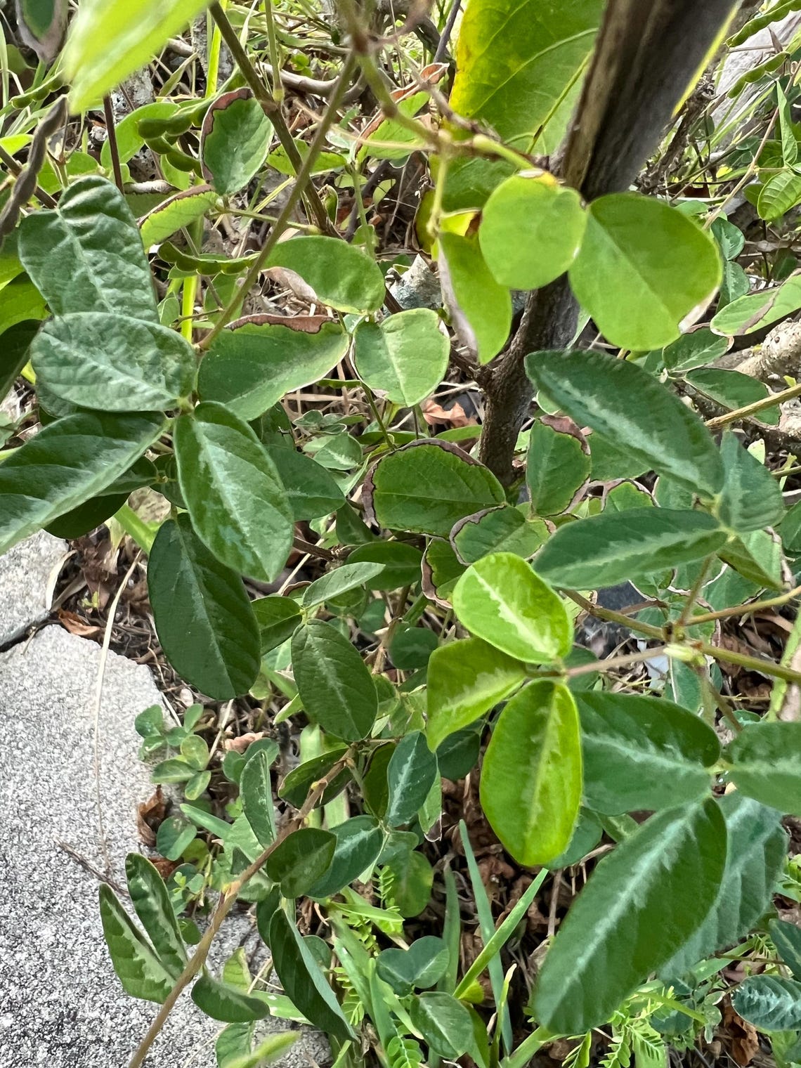 Jamaican Strong Back Herb (desmodium Incanum) - Fresh Cut 2 Oz - Etsy