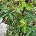 Jamaican Strong Back Herb (desmodium Incanum) - Fresh Cut 2 Oz - Etsy