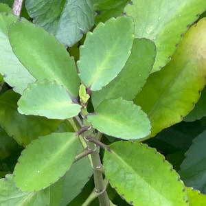 Jamaican Leaf of Life -wonder of the World- Organically Grown- Miracle ...
