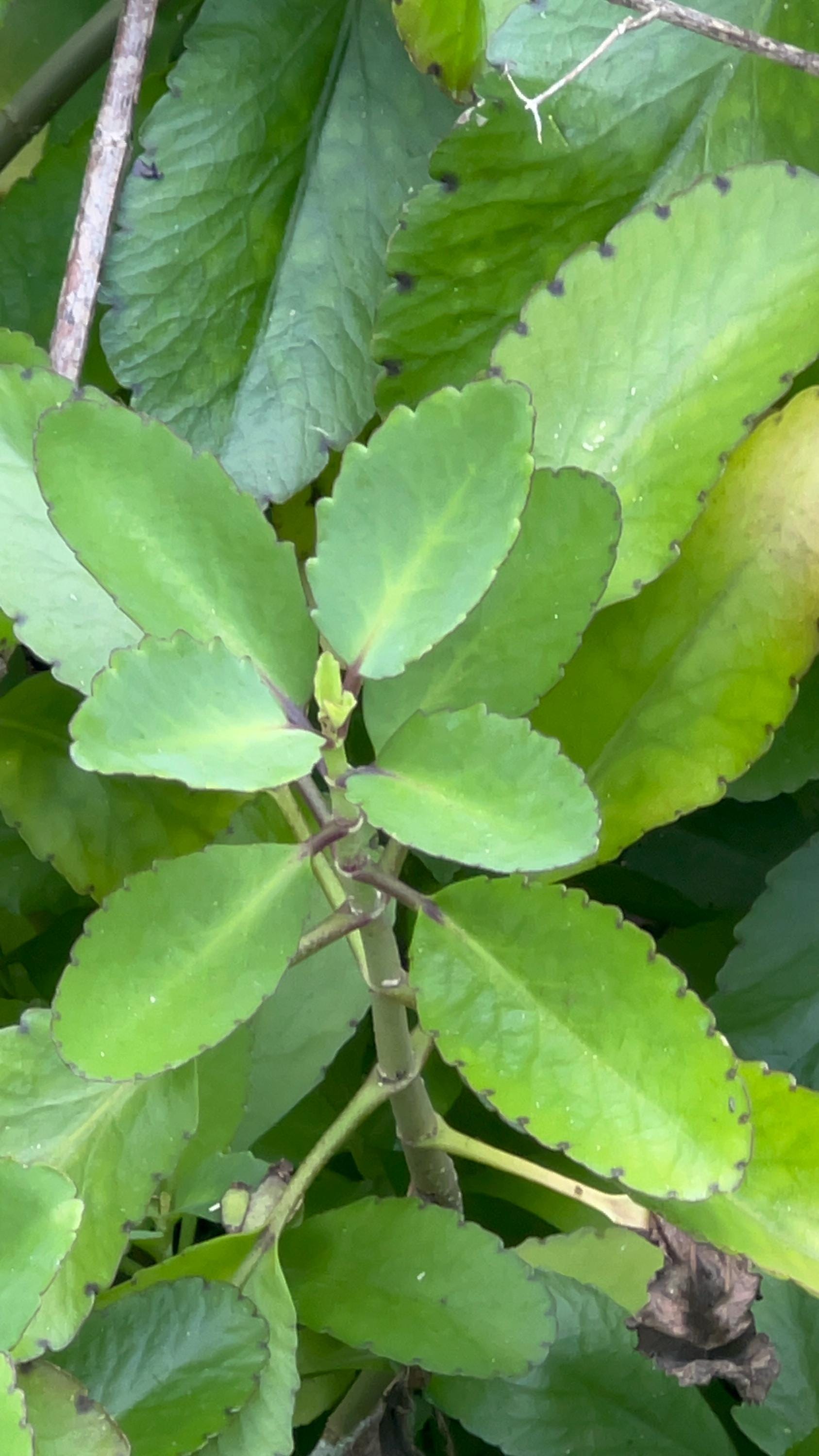 Jamaican Leaf of Life -wonder of the World- Organically Grown- Miracle ...