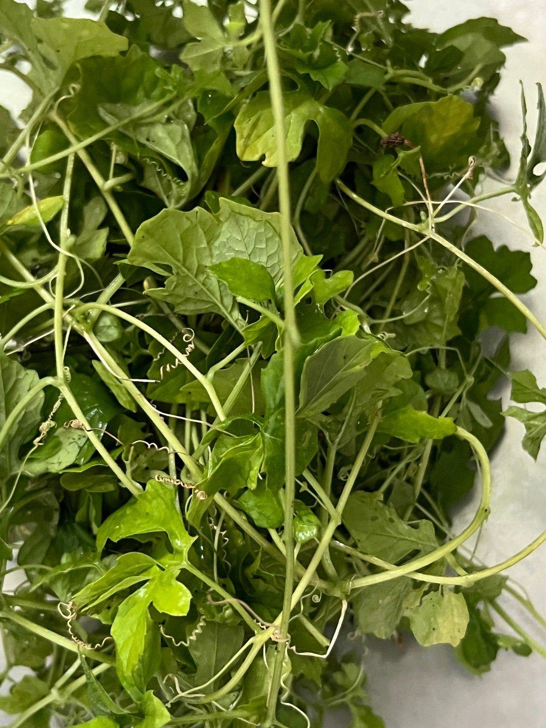 Jamaican Cerasee Bitter Melon Dried - Etsy