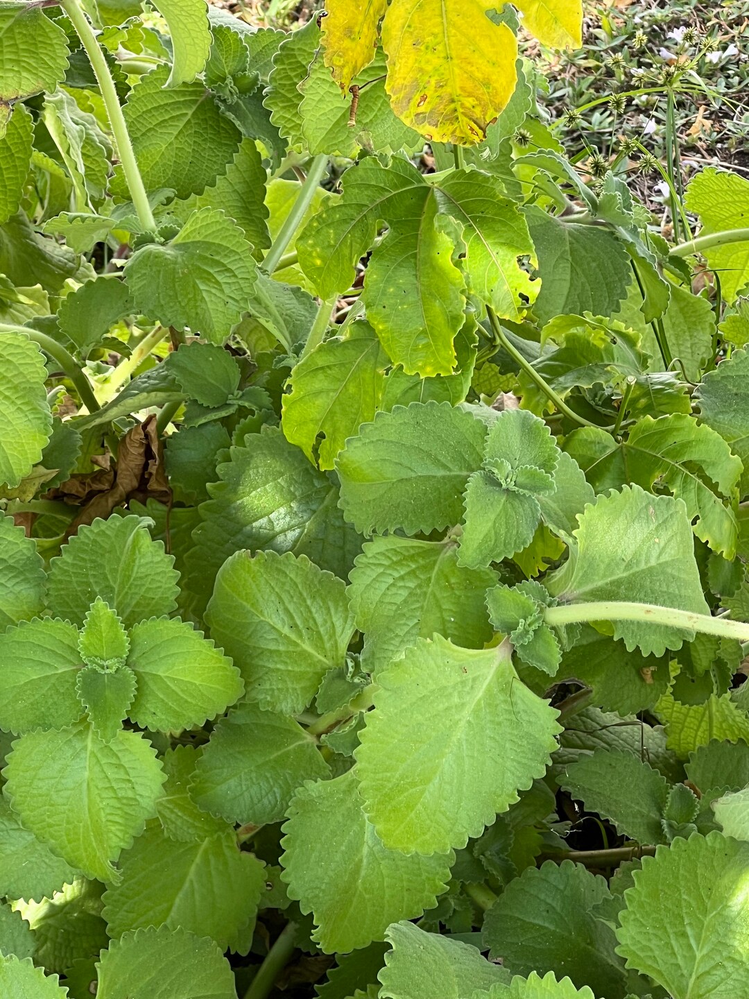 Fresh Organic Spanish Thyme, Mexican Mint, Spanish Oregano - Etsy