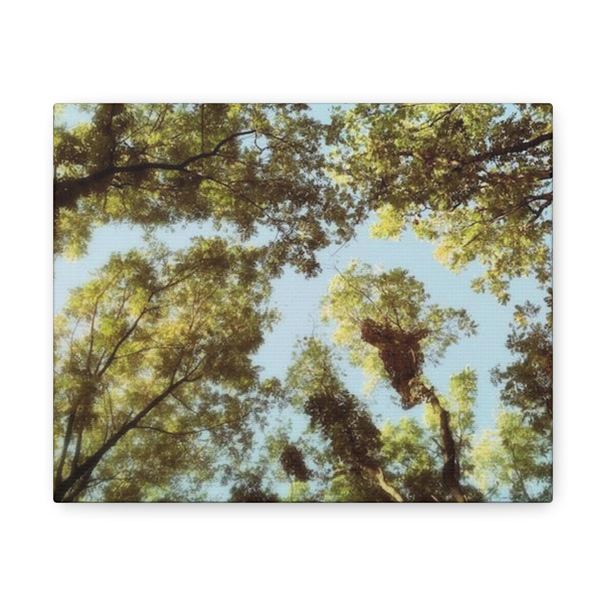 Tree Tops Walnut Trees Unique Art Photo Print Canvas Gallery Wraps - Etsy