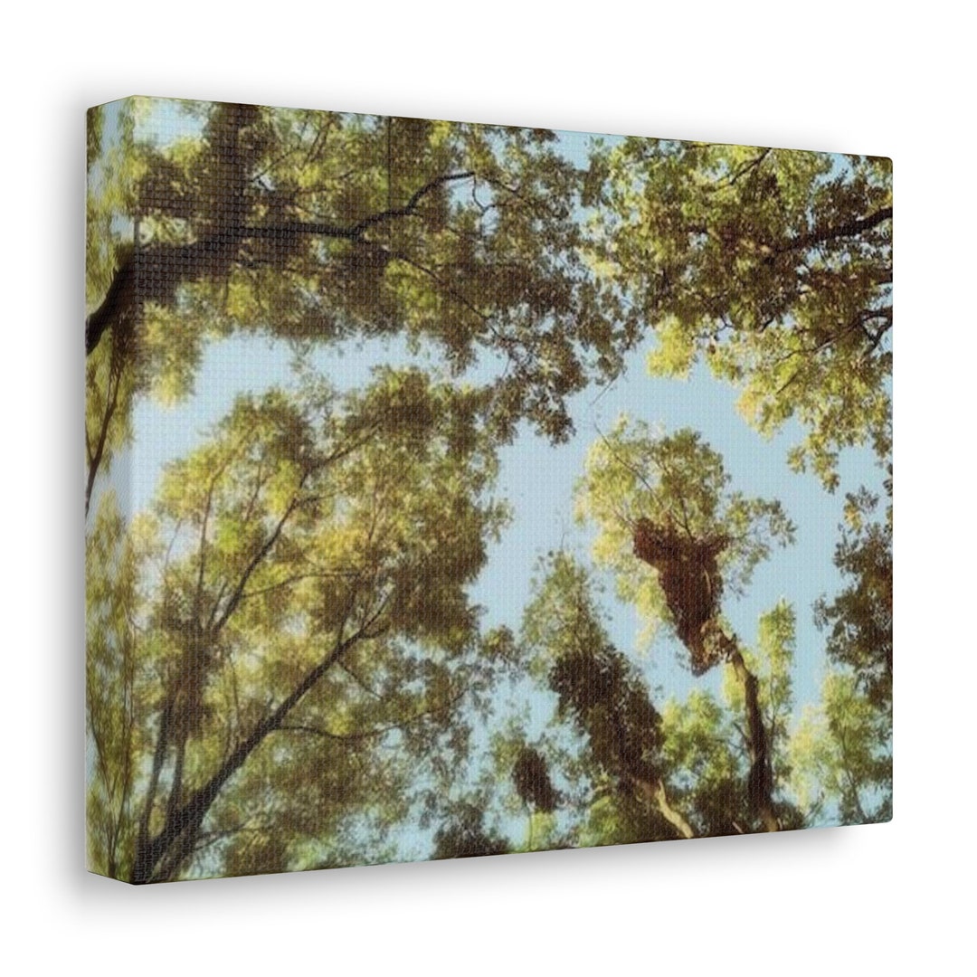 Tree Tops Walnut Trees Unique Art Photo Print Canvas Gallery Wraps - Etsy